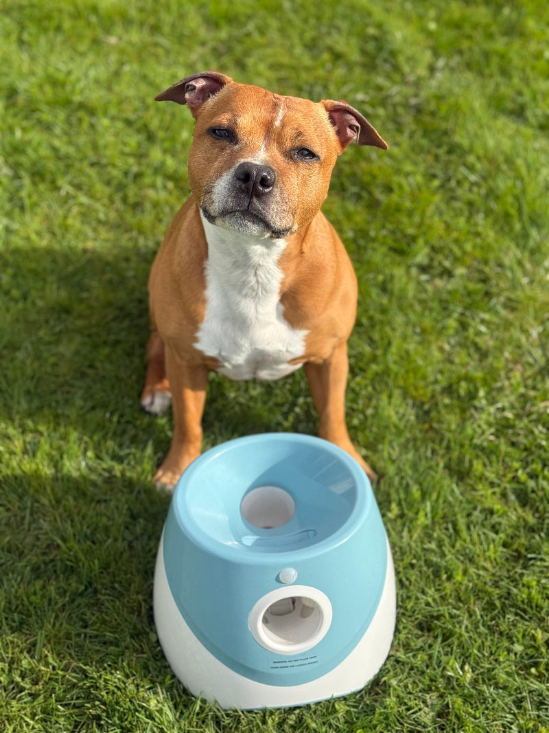 Funzie™ - Automatisk ballkaster til hund – GodHund